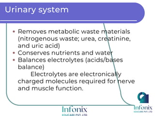 13-URINARY_SYSTEM.pps (1).pdf