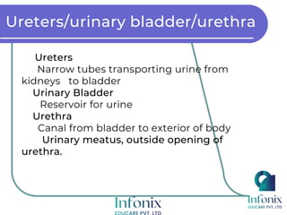 13-URINARY_SYSTEM.pps (1).pdf
