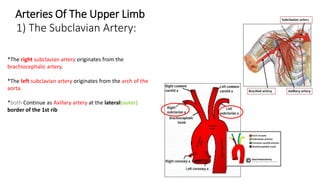 Vascular of upper limb full explanation.pdf