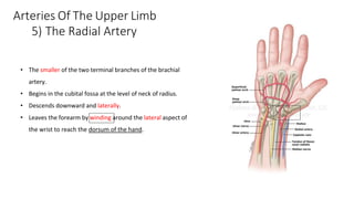 Arterial and venous supply of upper limb.docx