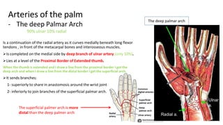 Arterial and venous supply of upper limb.docx