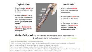 Arterial and venous supply of upper limb.docx