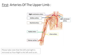 Arterial and venous supply of upper limb.docx