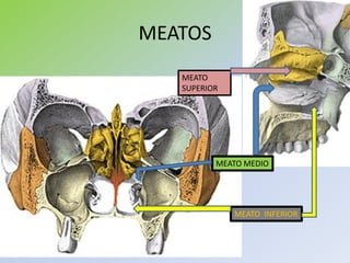13 --vias-aereas-superiores-anatomia-e-histologia | PDF