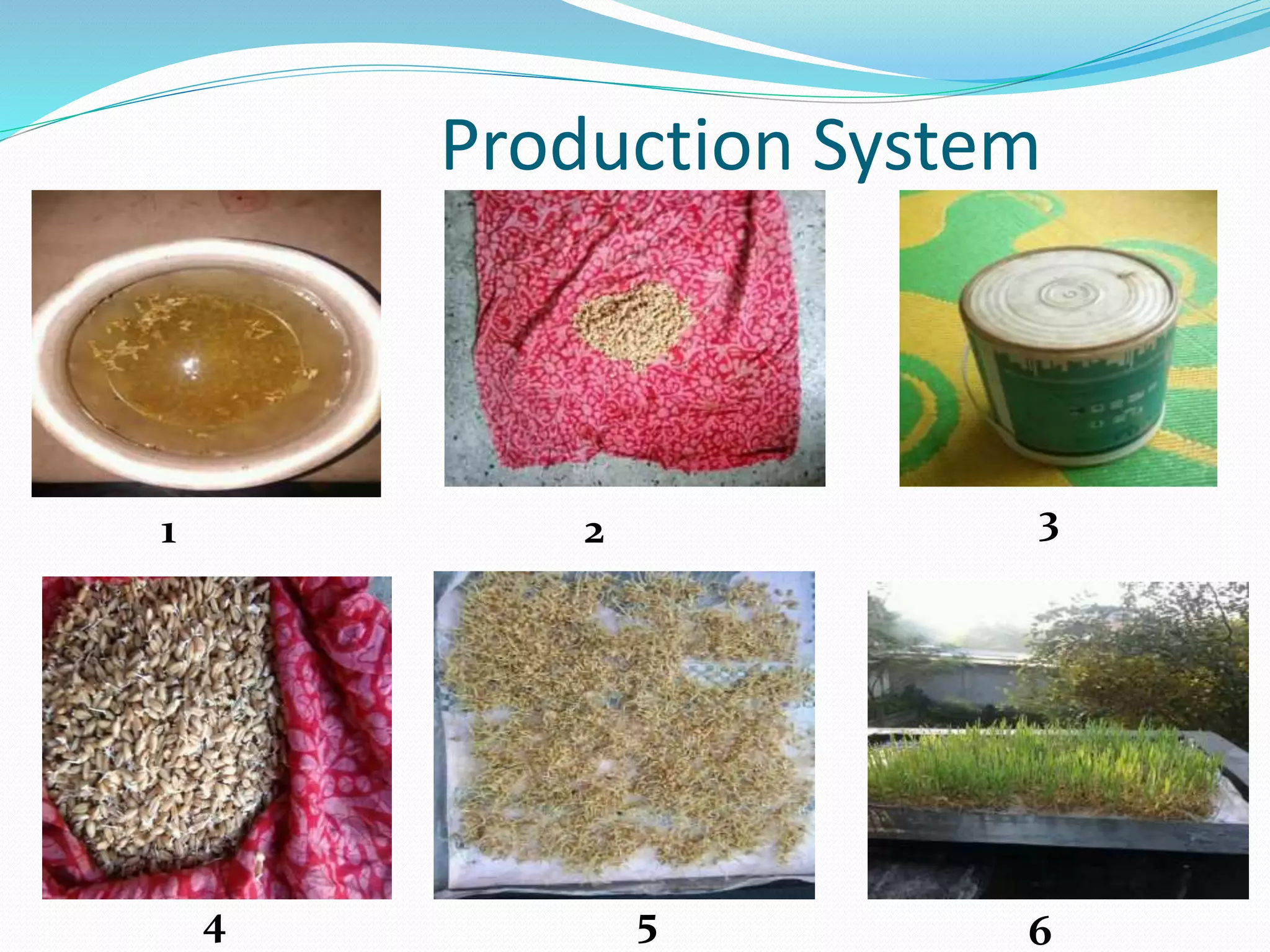 Prospect of hydroponic fodder in Bangladesh | PPT | Free Download