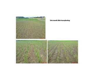 1302 Rice Transplanting in Dry Bed under SRI | PPT