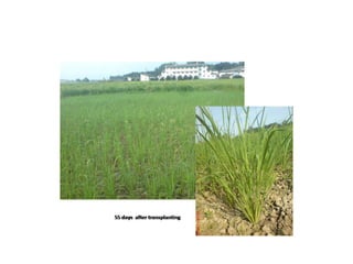 1302 Rice Transplanting in Dry Bed under SRI | PPT