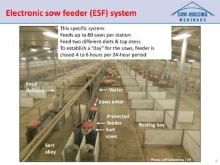 Dr. Don Levis - What Are The Major Group Sow Housing Designs? | PPT