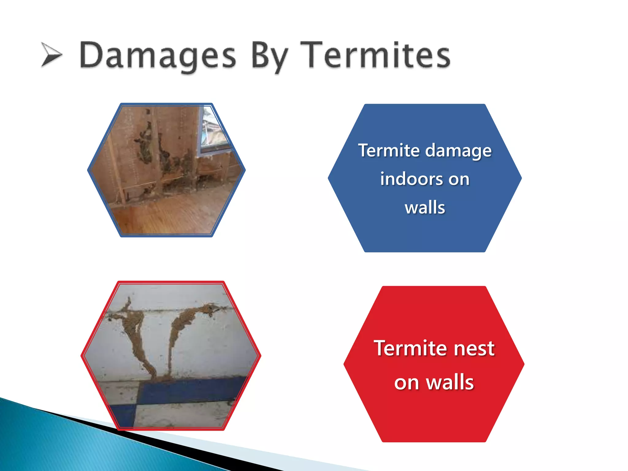 Termite Treatment in Buildings | PPTX