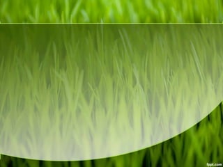 Green Grass ppt template | PPTX