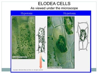 Differentiate between Osmosis and diffusion.ppt