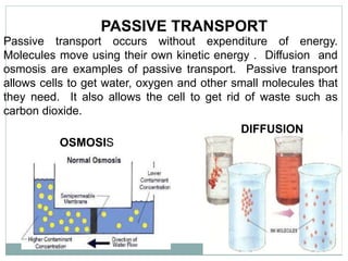 Differentiate between Osmosis and diffusion.ppt | Chemistry | Science