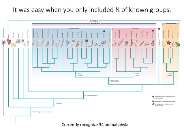 1307 Animalia f2019 | PPTX
