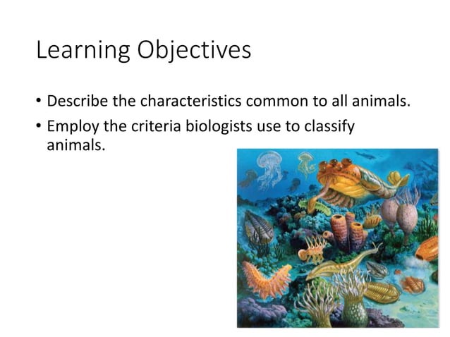 1307 Animalia f2019 | PPTX