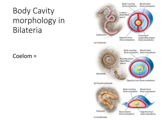 1307 Animalia f2019 | PPTX