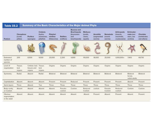 1307 Animalia f2019 | PPTX
