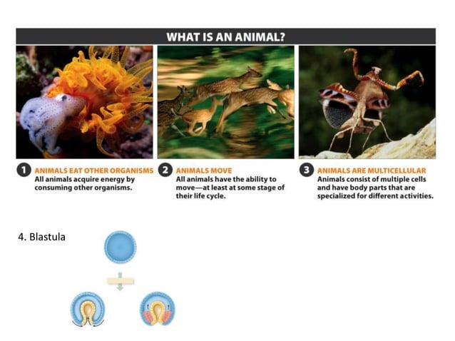 1307 Animalia f2019 | PPTX