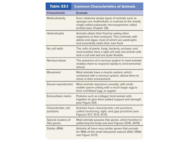 1307 Animalia f2019 | PPTX