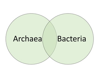 Eubacteria And Archaebacteria Venn Diagram