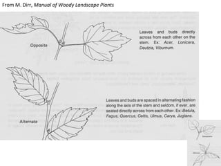 130901 pu woody plant list 1 slides | PDF