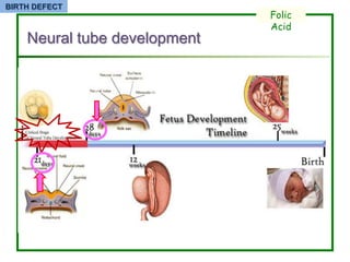 Neural Tube Formation Timeline