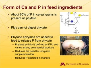Dr. Pedro Urriola - Pig Nutritional Requirements for Calcium ...