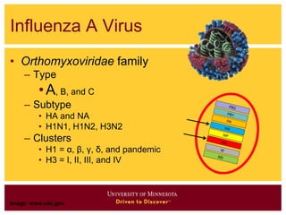 Matt Allerson - Swine influenza virus prevalence and risk factors in weaning-age pigs | PPT
