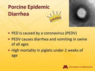 Dr. Albert Rovira - Diagnostic View of Porcine Epidemic Diarrhea Virus ...