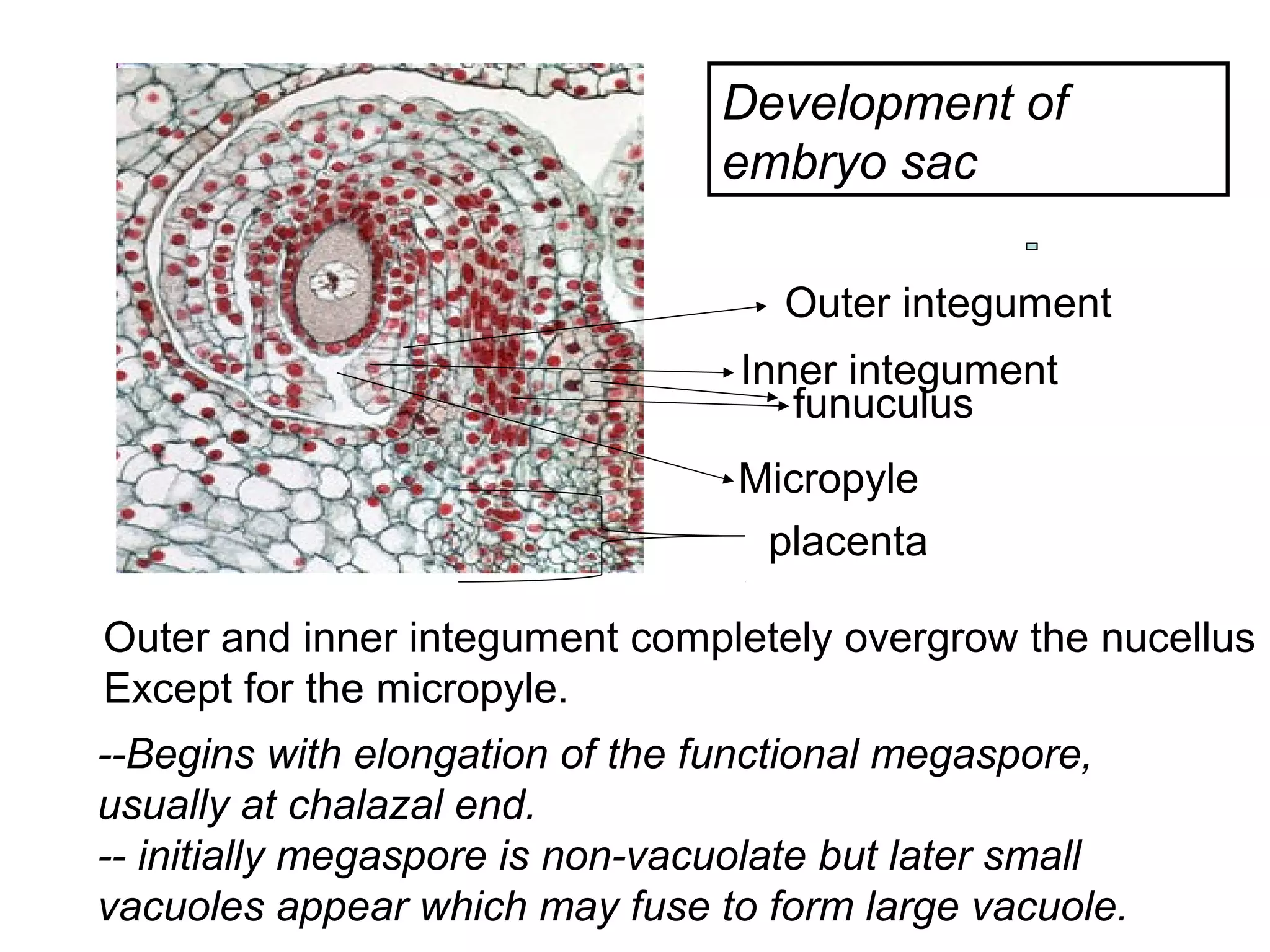 130 ovule development revised | PPT