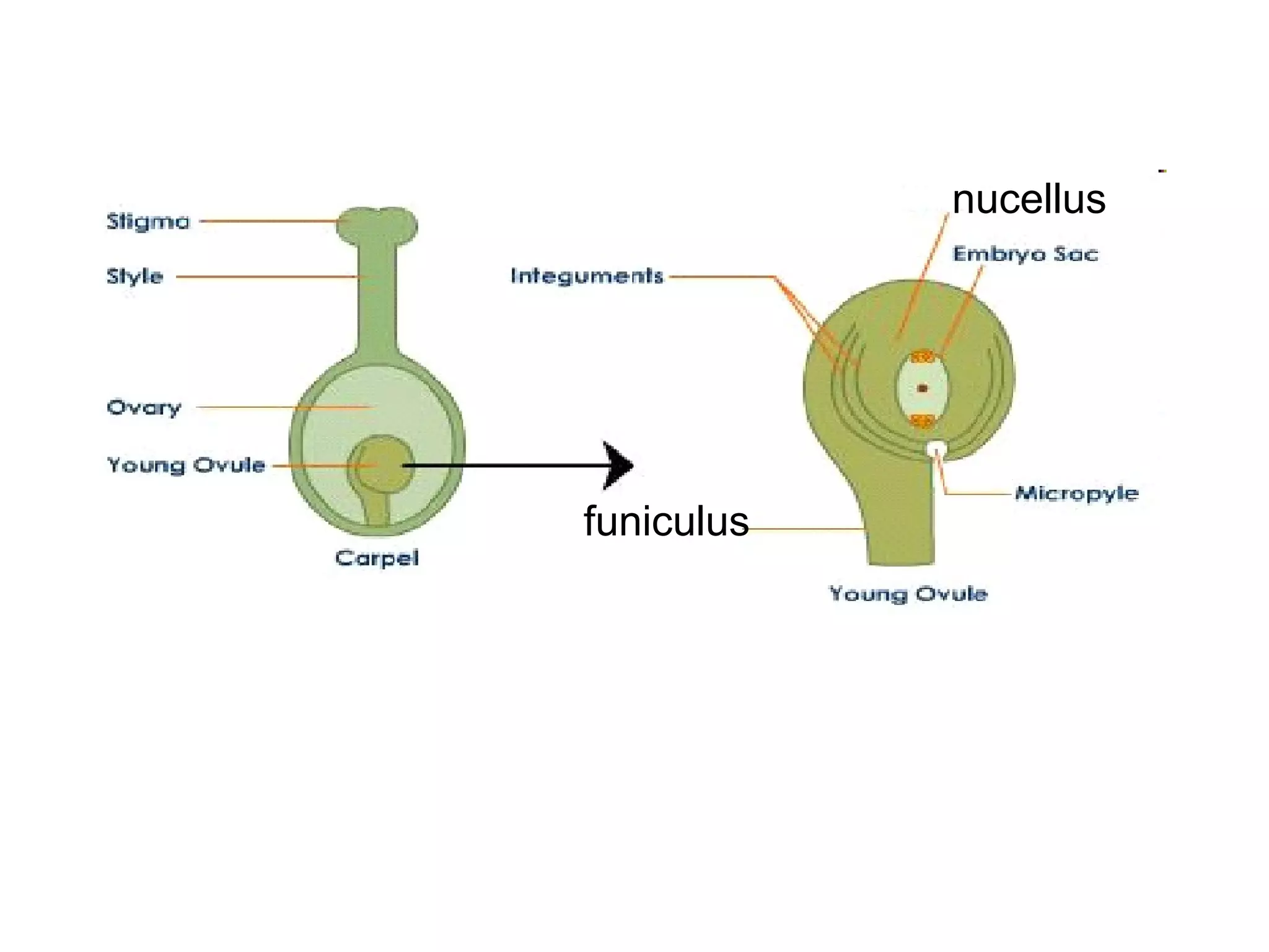 130 ovule development revised | PPT