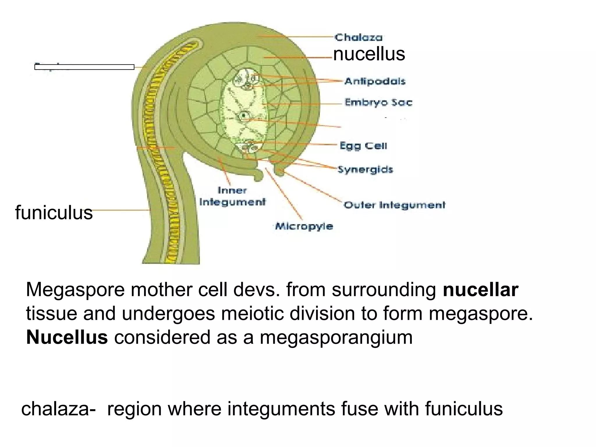 130 ovule development revised | PPT