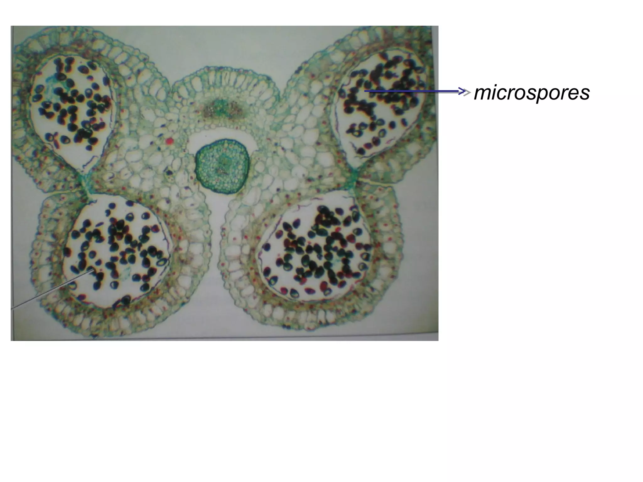 130 ovule development revised | PPT