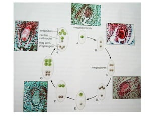 130 ovule development revised | PPT