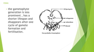 Pteridophytes | PDF
