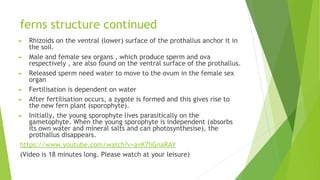 Pteridophytes | PDF