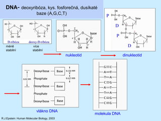 1316 uvod do histologie | PPT