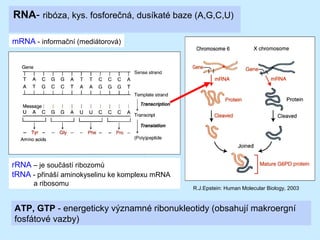 1316 uvod do histologie | PPT