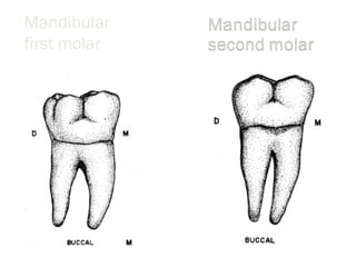 Difference-Between-Mandibular-First-Molar-and-Second-Molar | PPT