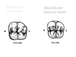Difference-Between-Mandibular-First-Molar-and-Second-Molar | PPT