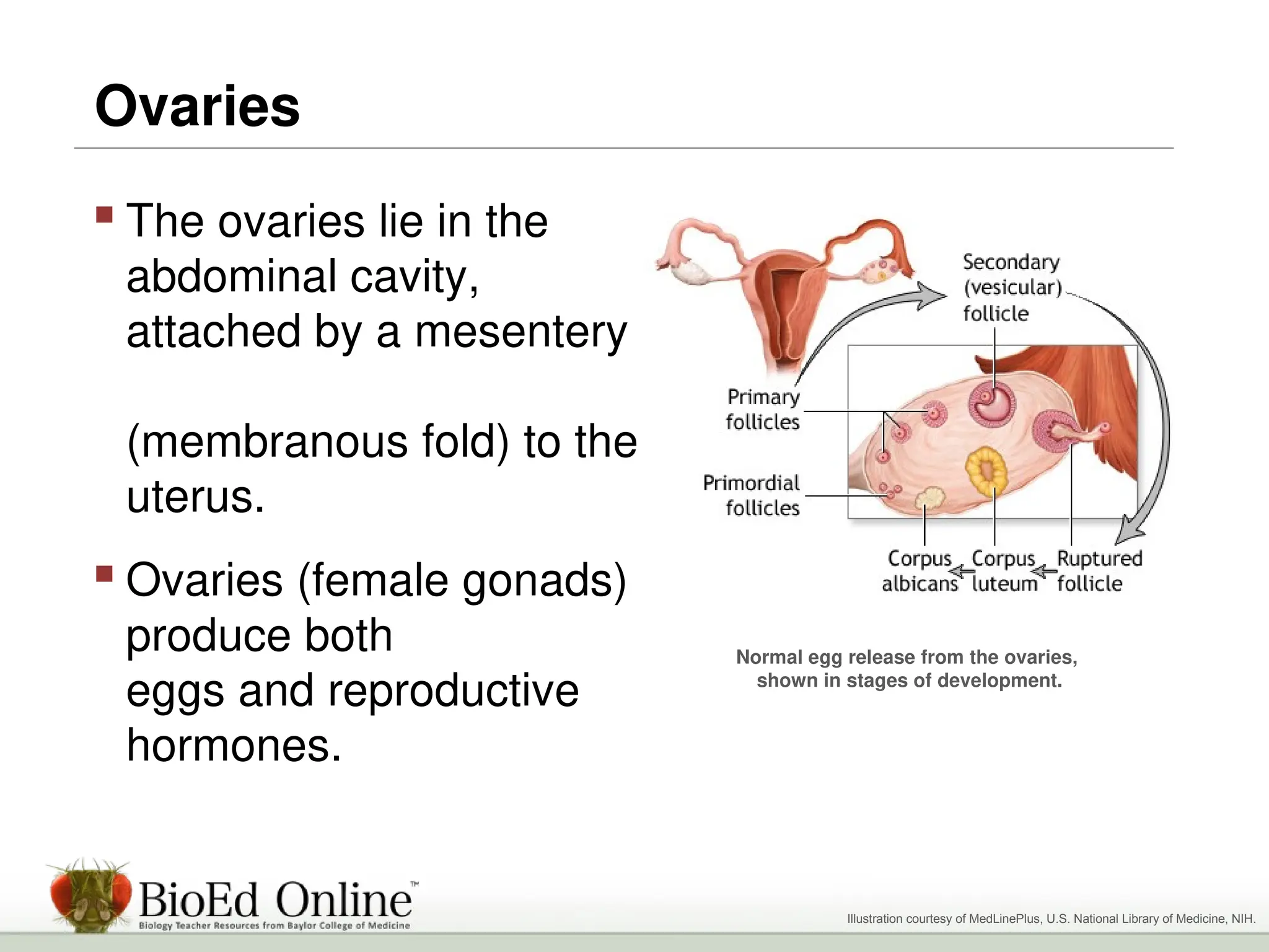 seven presentation female reproductive system 132.ppt