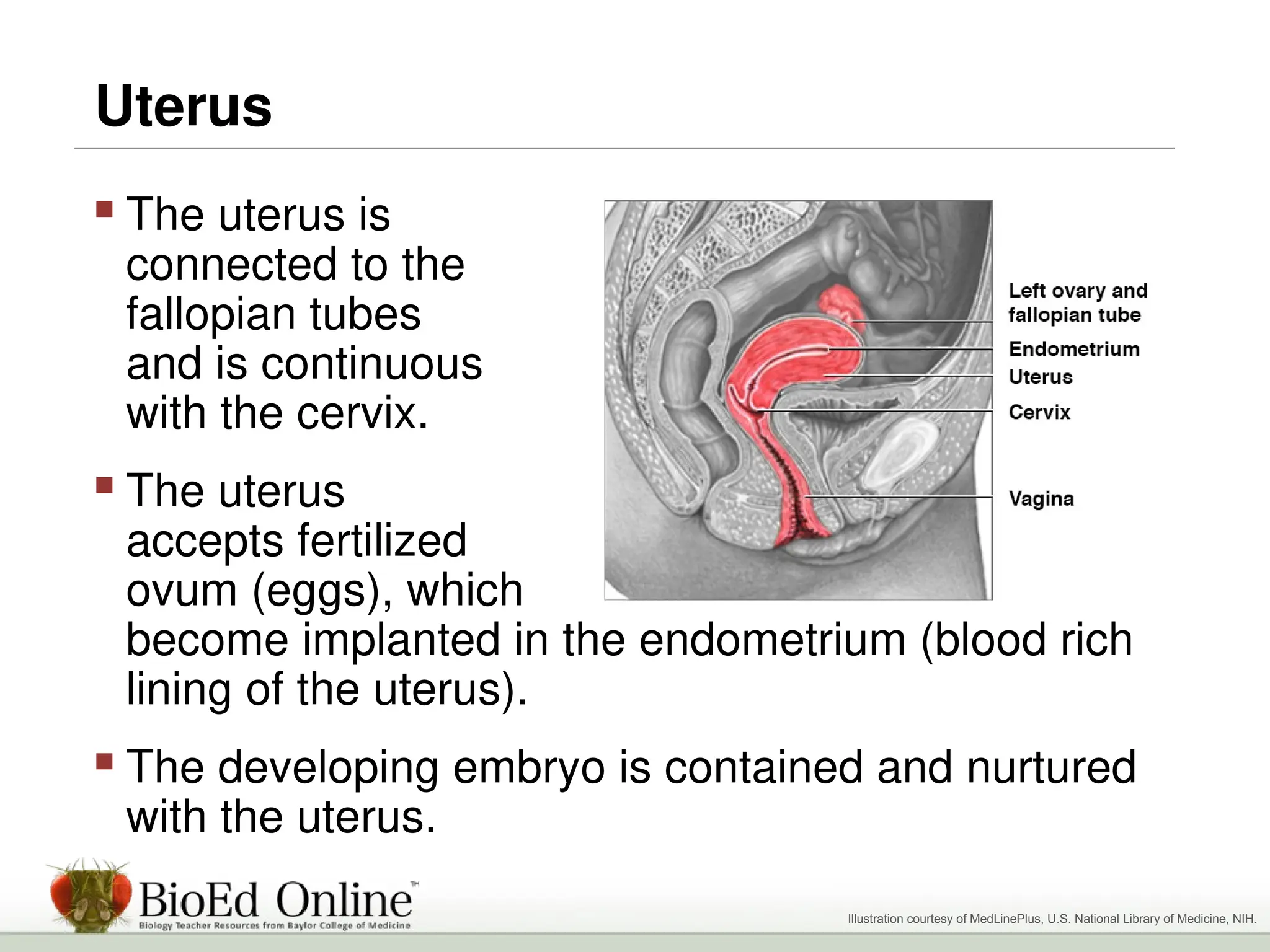 seven presentation female reproductive system 132.ppt