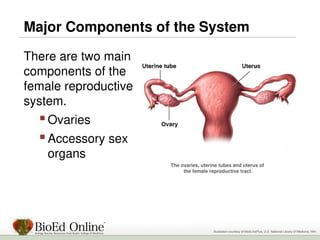 seven presentation female reproductive system 132.ppt