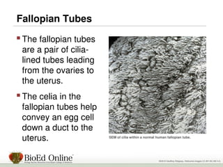 seven presentation female reproductive system 132.ppt