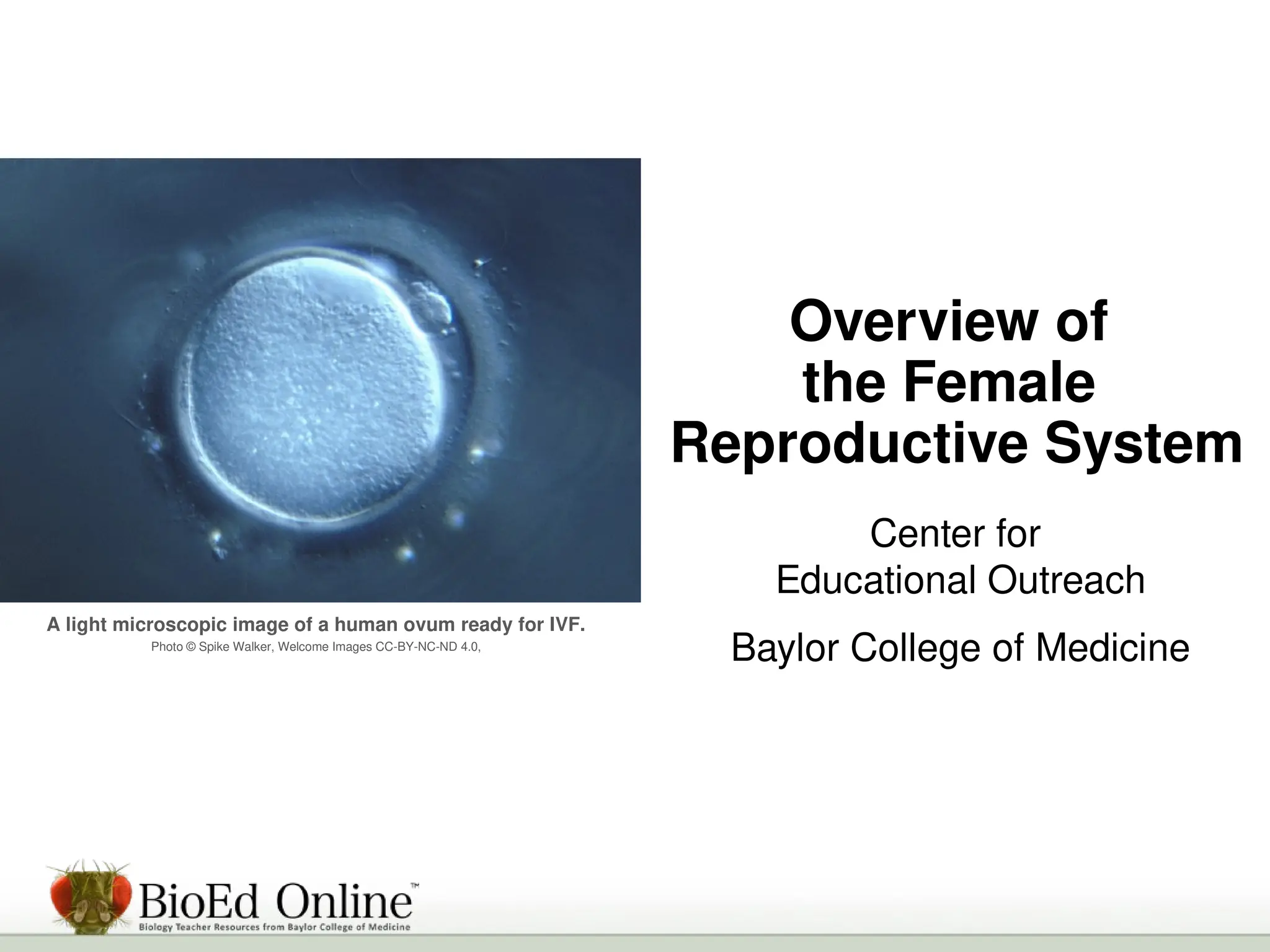 Female reproductive system overview slides | PPT