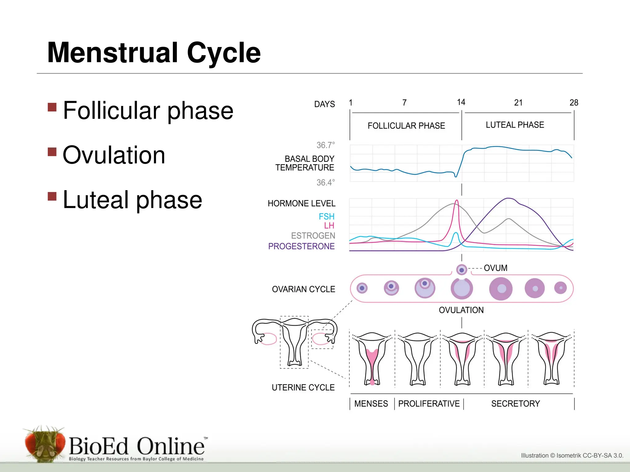 Female reproductive system overview slides | PPT