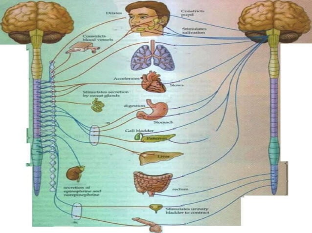 autonomic dysfunction and itz bedside tests | PPTX