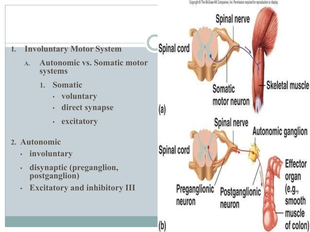 autonomic dysfunction and itz bedside tests | PPTX