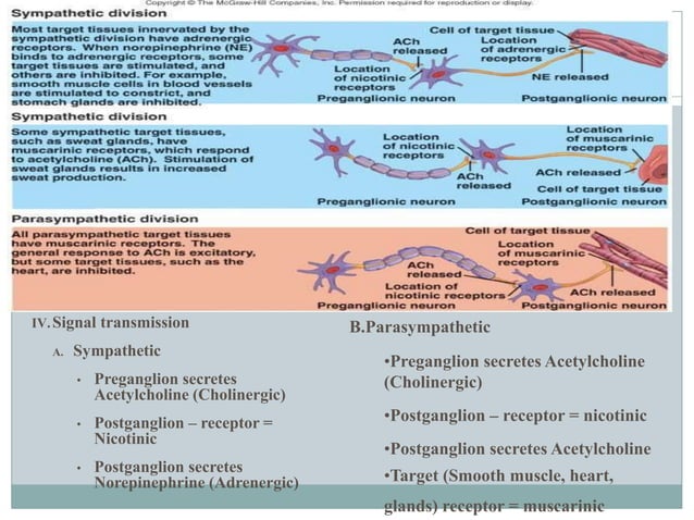 autonomic dysfunction and itz bedside tests | PPTX