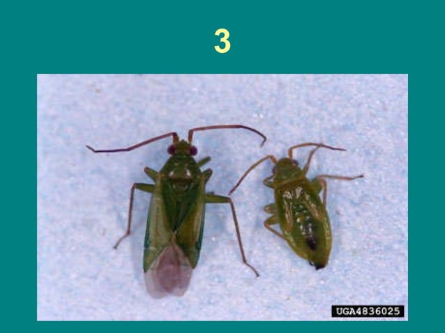 132 insectorderspracticetest | PPT