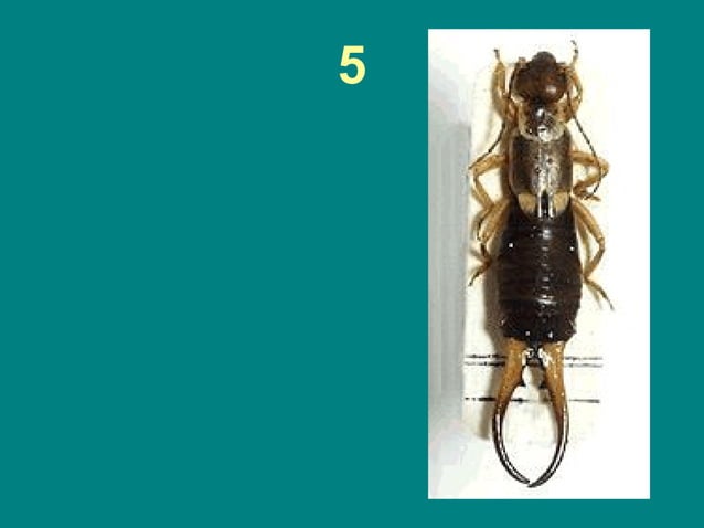 132 insectorderspracticetest | PPT